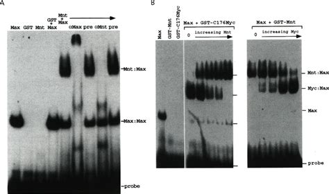 Mnt Max Binds The Preferred Myc Max Binding Site Cacgtg And Mnt And Download Scientific