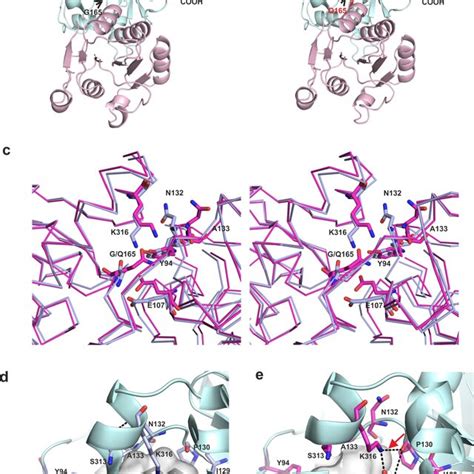 The Model Of The Wild Type Mecr The Wild Type Mecr Holoenzyme Was