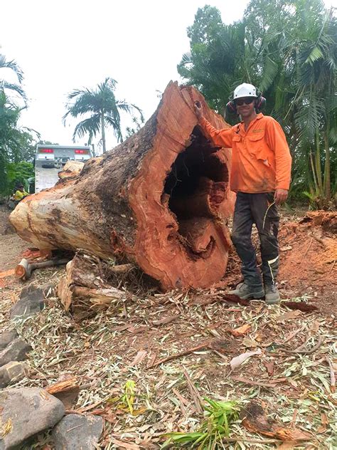 Tree Lopping 12 Bush And Beach Tree Services