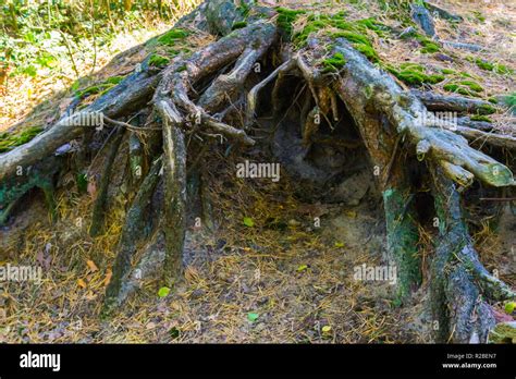 Big Bare Tree Roots Making A Hole In The Ground And Creating This Cave In A Forest Landscape