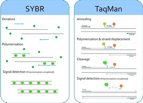 efficient real time pcr techniques discount