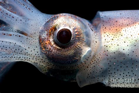 Squid Eyeball