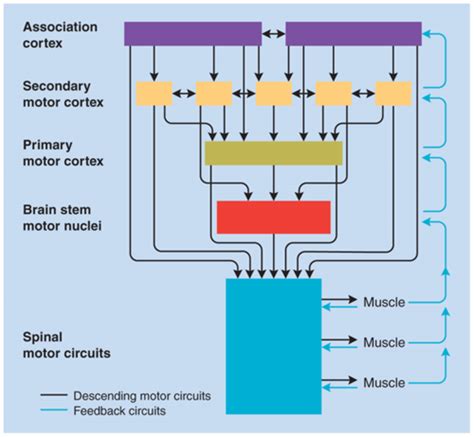 Sensorimotor System Flashcards Quizlet