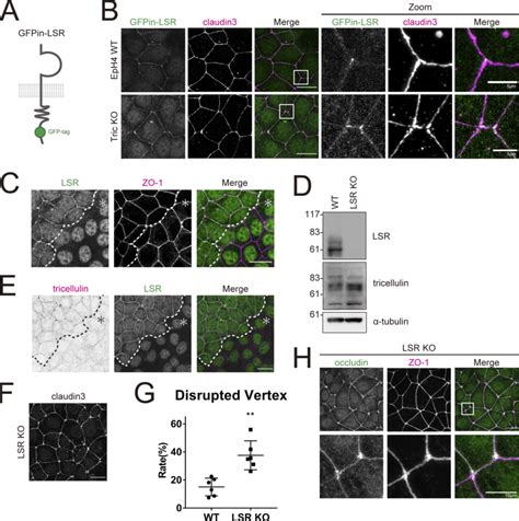 loss of lsr results in ttj abnormality similar to the loss of