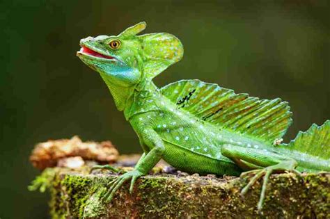 Druhy Ještěrů 🦎 Všechny Na Jednom Místě
