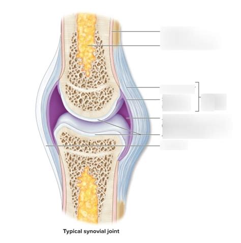 Synovial Joint Diagram Quizlet
