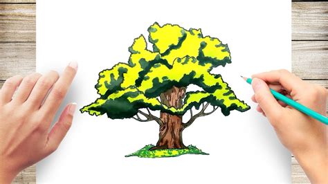 Oak Tree Drawing Color