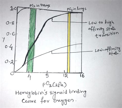 The Two Important Globin Proteins Hemoglobin And Myoglobin Discover