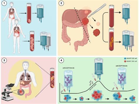 Overview Of Potential Clinical Applicability For Circulating Tumor Download Scientific Diagram
