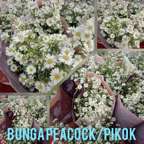 Jual Bunga Pikok Putih Peacock 1 Ikat Shopee Indonesia