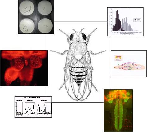 LabHome Sokolowski Lab
