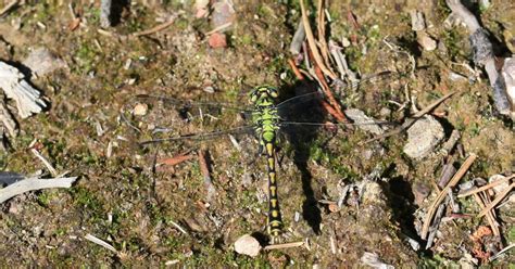 Global Taxonomic Functional And Phylogenetic Diversity Of Stream