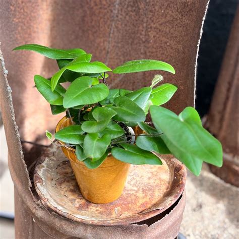 Hemionitis Arifolia Blomsterfamiljen