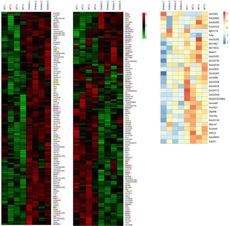 Microarray Of Elektra Hematopoietic Stem Cells Shows Several