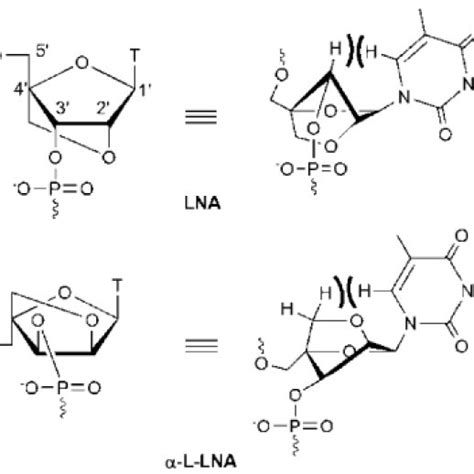 Structure Of Lna T And α L Lna T Monomers Numbering Of Sugar Ring