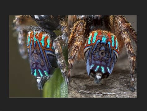 Resize Canvas After Cropping A Removes The Crop Desktop Questions MacOS And Windows