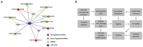 the cerna network a mir 133b mediated lncrna mrna cerna network the