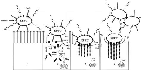 Enteropathogenic Escherichia Coli Intechopen