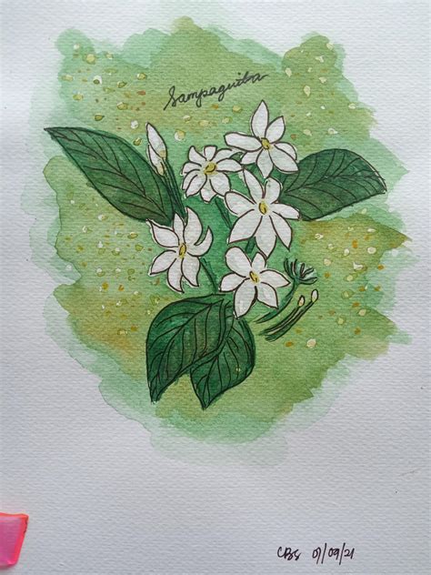 Sampaguita Flower Language Best Flower Site