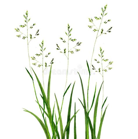 Watercolor Drawing Green Grass Stock Illustration Illustration Of Color Drawn 80589827