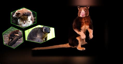 သားပိုက်ကောင်ဆိုပေမယ့်လည်း သစ်ပင်တွေပေါ်မှာ နေထိုင်ကြတဲ့ သစ်ပင် သားပိုက