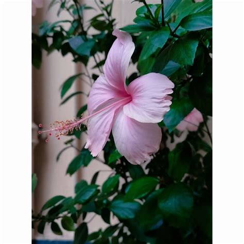 Pinkchinarose Floralmagic Naturelovers Flowerpower Inspiration Motivation Positivity