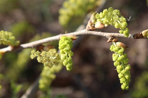 Sex Chromosomes And Breeding Systems Olson Eco Gen