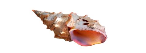 Conch Shell V2 Flippednormals