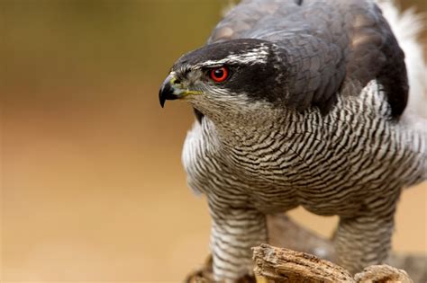 Premium Photo Adult Male Of Northern Goshawk With The Last Lights Of
