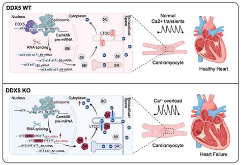 我国学者在心力衰竭中的rna解旋酶调控机制研究方面取得进展 生物通