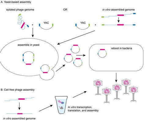Engineered Bacteriophages Encyclopedia Mdpi