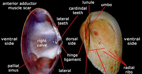 The Tide Chaser Bivalves Phyllum Mollusca Class Bivalvia Of Singapore
