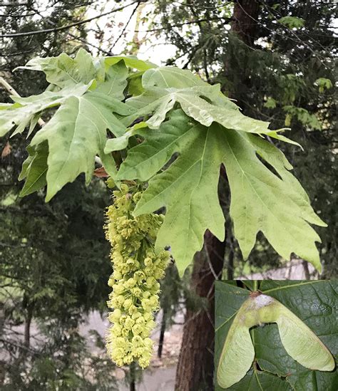 Bigleaf Maple Lewis And Clark