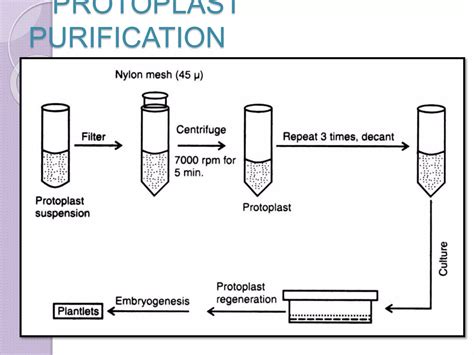 Protoplast Isolationculture And Fusion Pptx