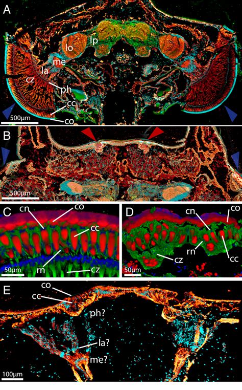 Figure 2 From Development Of Functional Ectopic Compound Eyes In