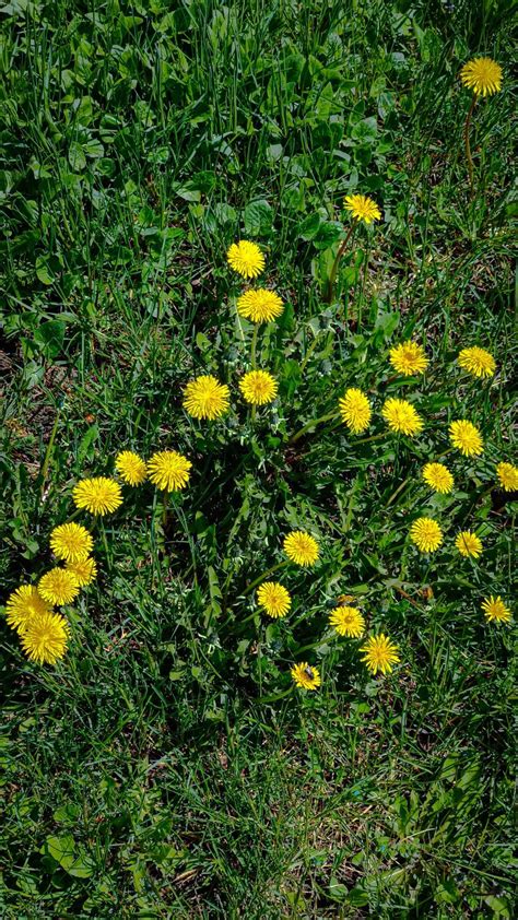 Its Spring Time More Sunlight More Smiles Kenneth Bautista