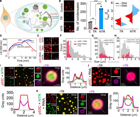 Nucleo Cytoplasmic Environment Modulates Spatiotemporal P53 Phase