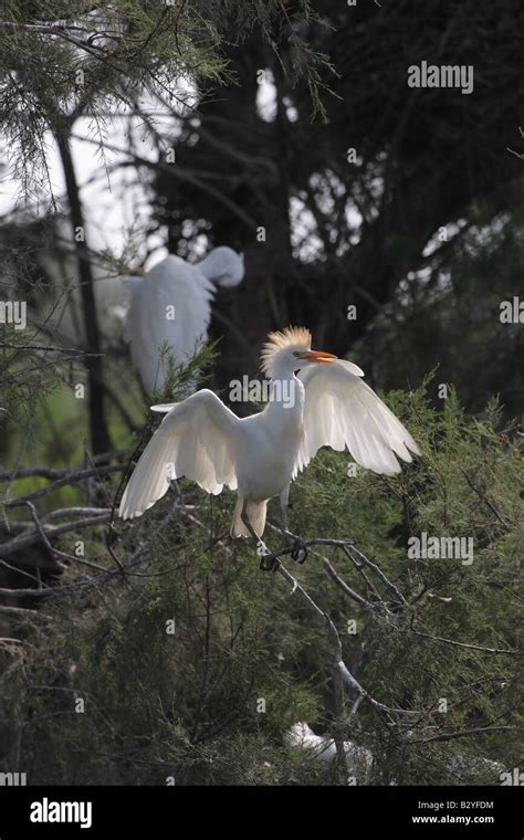 Cattle Egret Bubulcus Ibis With Wings Spread In Tree Camargue France