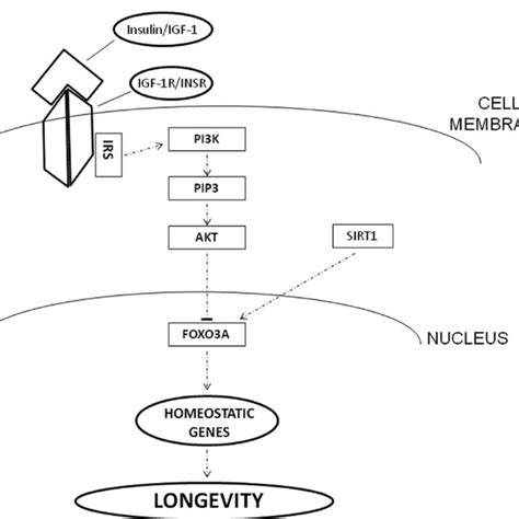 insulin like growth factor igf 1 signal transduction igf 1 binds to