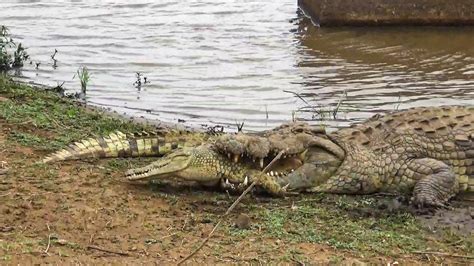 Crocodile Fights And Eats Crocodile