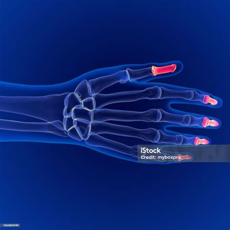 인간 골격 해부학 해부학 단면 Phalanges 뼈 등쪽 3d 의료 개념에 대 한 렌더링 3차원 형태에 대한 스톡 사진 및 기타 이미지 3차원 형태 건강관리와 의술