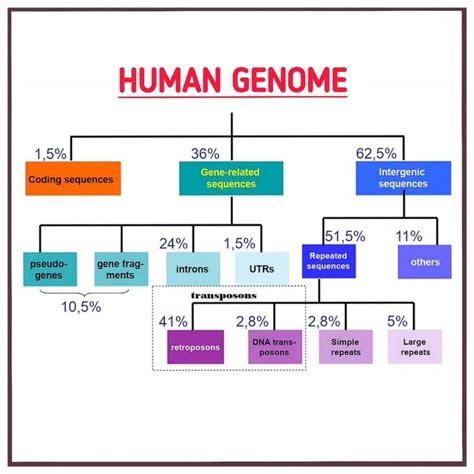 Ali Bassiouny Bcmas On Linkedin Knowing The Human Dna Sequence Can