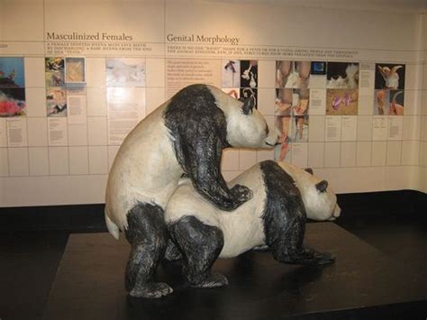 Museum Of Sex Atlas Obscura