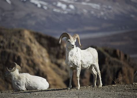 Dall Sheep Facts Pictures And Information Thinhorn Sheep Ovis Dalli
