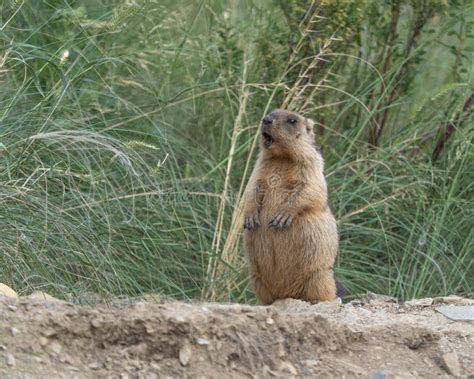A Photo Of A Gopher In The Wild In Mating Season Stock Photo Image Of Closeup Gopher