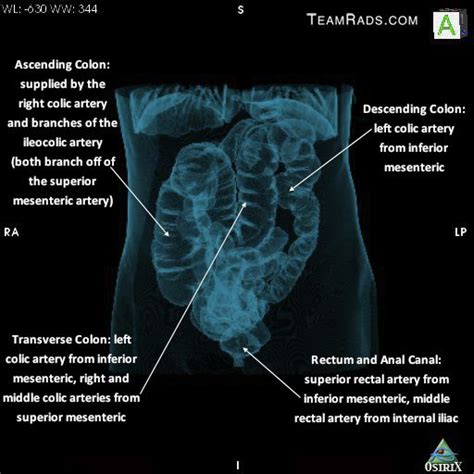 Vascularisation Colon