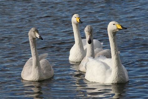Los Cisnes Crían 30 Veces Más Rápido En Las Reservas Naturales Líder