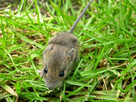 Pictures Of Alan Roscoe Picture 99719 Pictures Of Celebrities