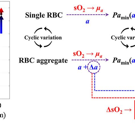 A The Effect Of Rbc Aggregation On Pa Power Pa In Relation To An