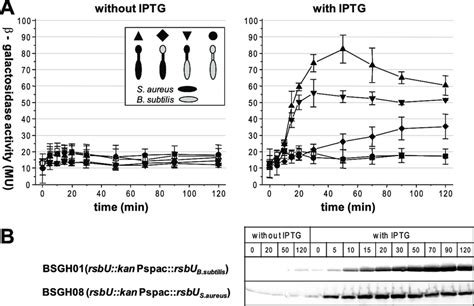 Effect Of The Different Rsbu Chimeras On Sigb Activity In B Subtilis